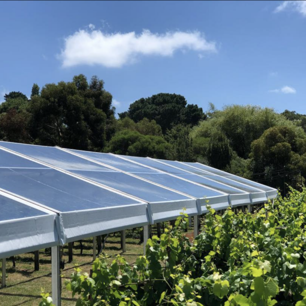 Marquee Gallery | Marquee Monkeys