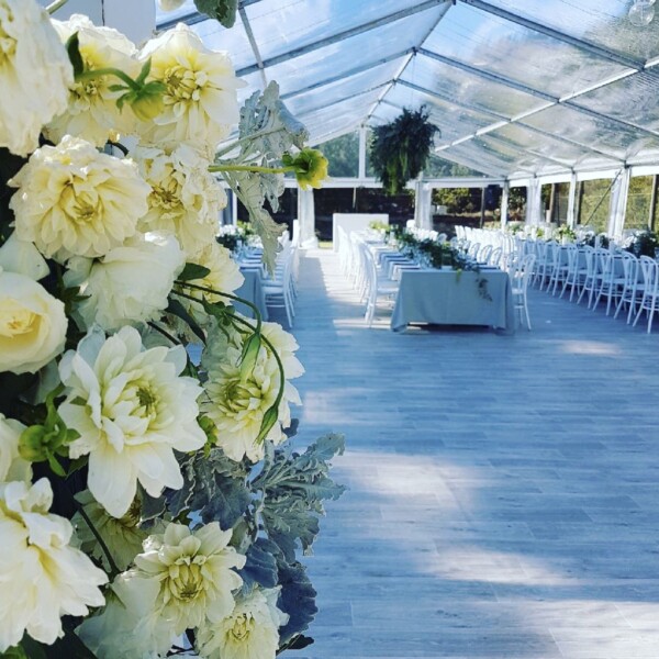 Marquee Gallery | Marquee Monkeys