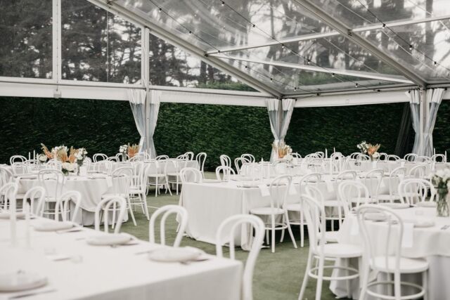 Marquee Gallery | Marquee Monkeys