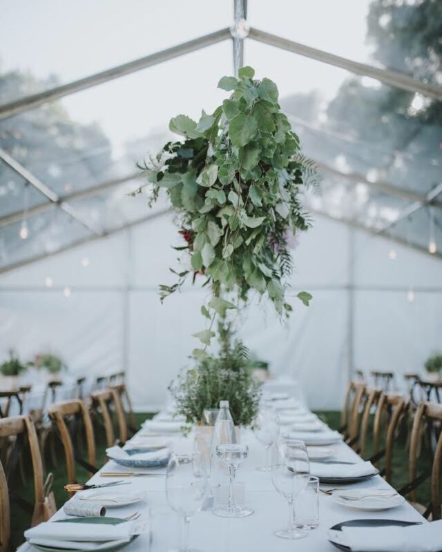 Our Marquees | Marquee Monkeys