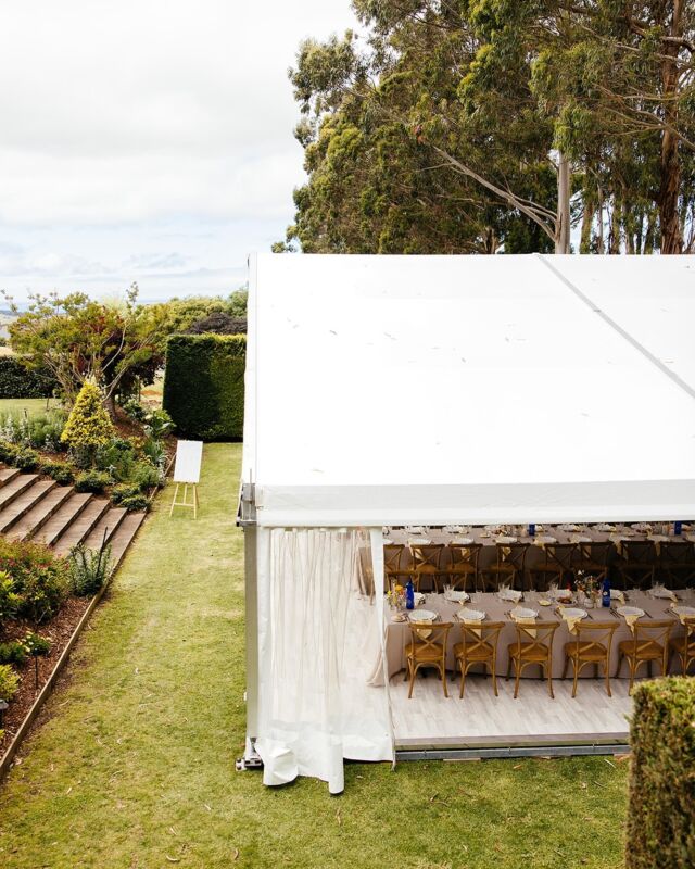 Marquee Gallery | Marquee Monkeys