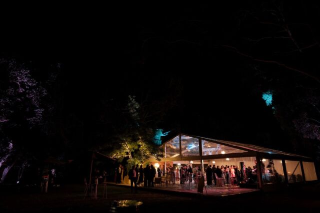 Marquee Gallery | Marquee Monkeys